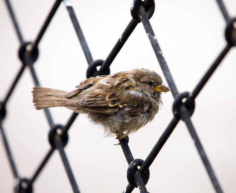 The observer stock photo. Image of black, fence, scene - 6285616