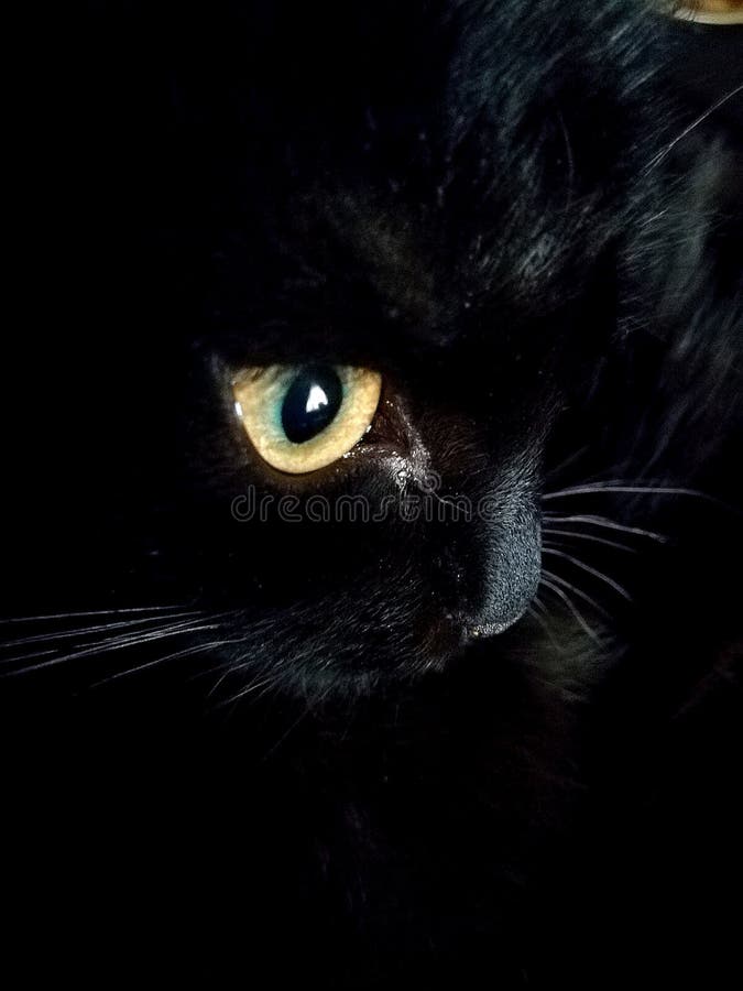 An Attentive Observer the Cat Stock Image - Image of pets, nature ...