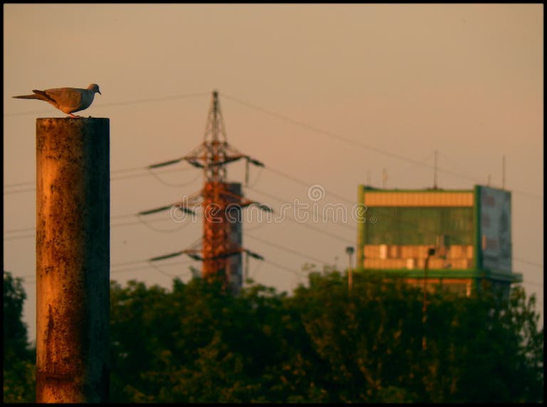 Observer stock photo. Image of birds, streets, sunset - 91974836