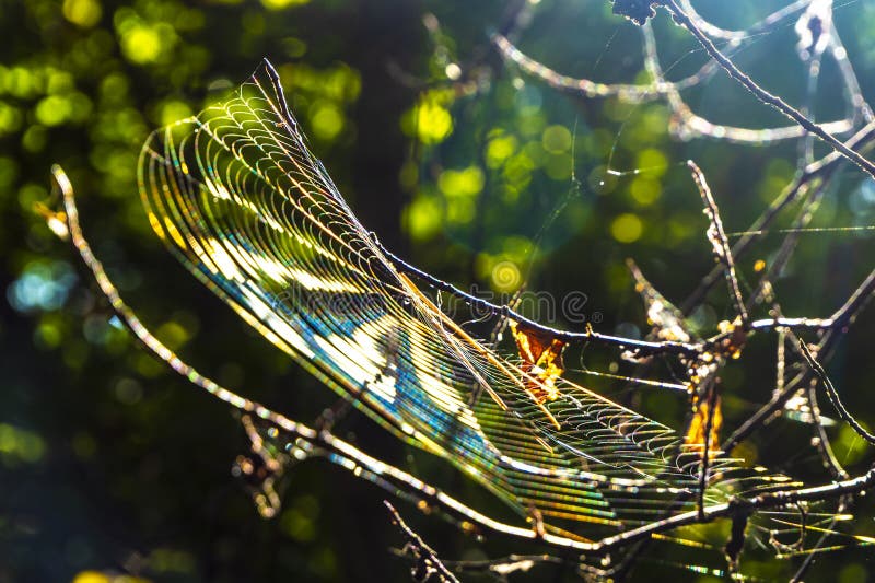 Light phenomena in the web stock image. Image of aamicro - 339831757