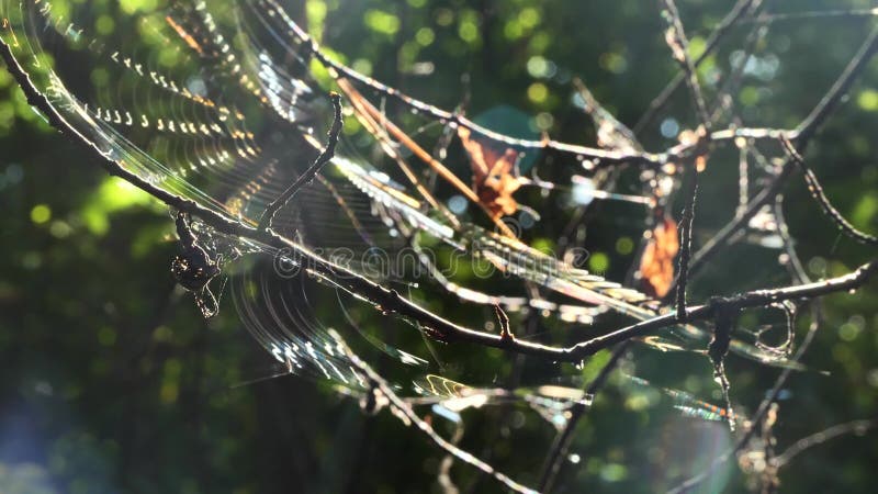 Light Phenomena in the Web. Stock Footage - Video of nature, optics ...