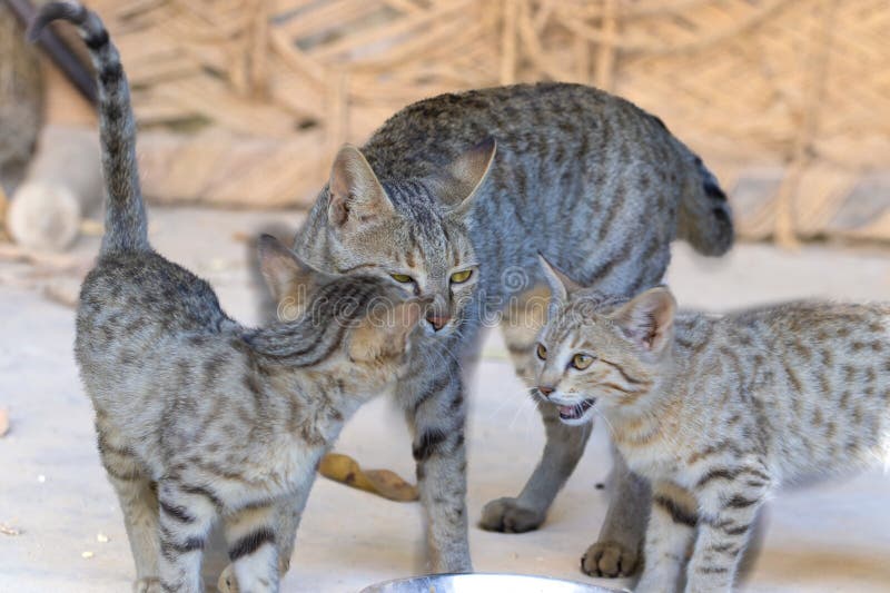 Observing the Behavior of Three Wild Cats Interacting in a Harsh Desert ...