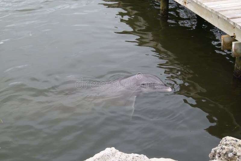 Observing dolphin stock image. Image of relaxing, staring - 48351555