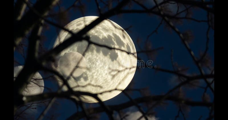 Observing Full Moon through Tree Branches Against Night Sky Stock Video ...