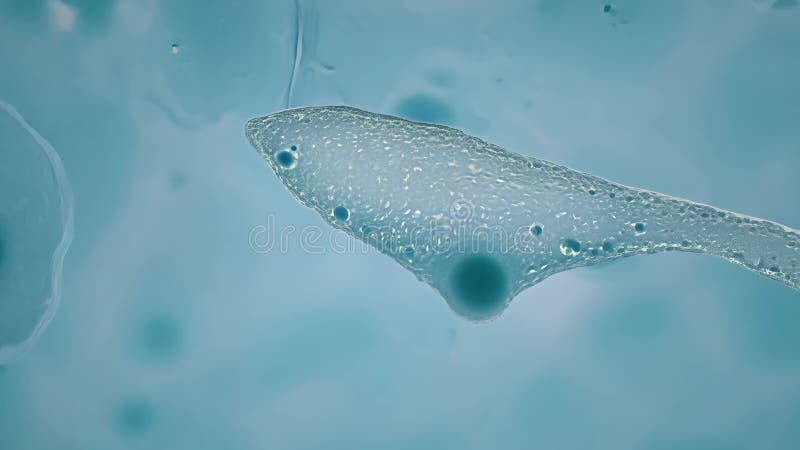 Exploring Microscopic Life in Ocean Water Samples Taken in Summer Stock ...