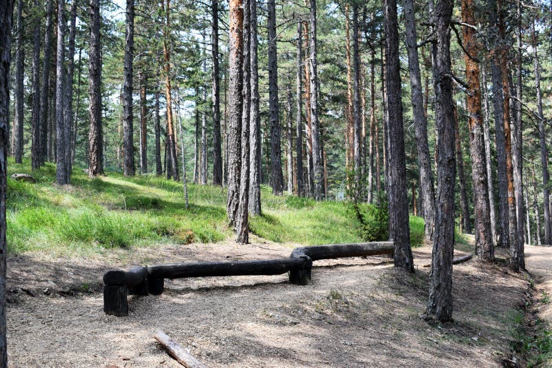 Obstacles for Crossing and Training in the Forest Stock Photo - Image ...
