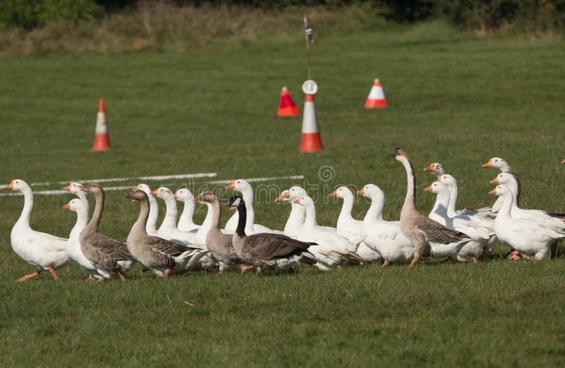 Obstacles for Geese stock image. Image of beaks, movement - 79929045