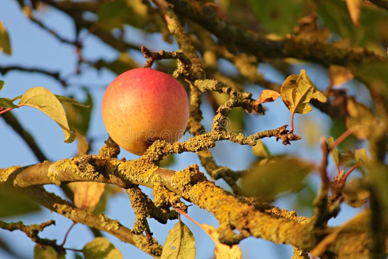 Obstbaum-Fruchtniederlassungsbaum Stockbild - Bild von twig, aprikose ...