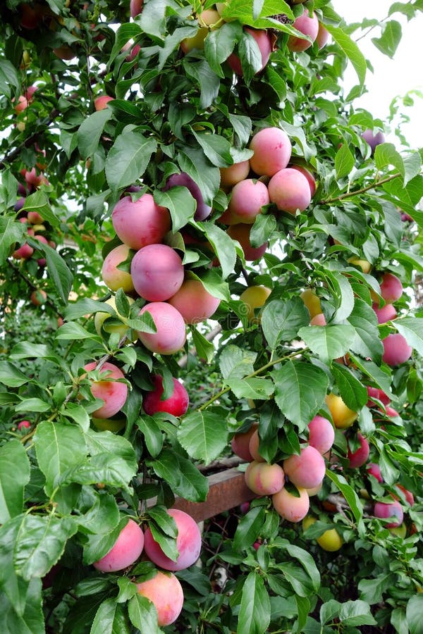 Obstbaum-Rotpflaume stockfoto. Bild von farbe, appetitanregend - 32357454