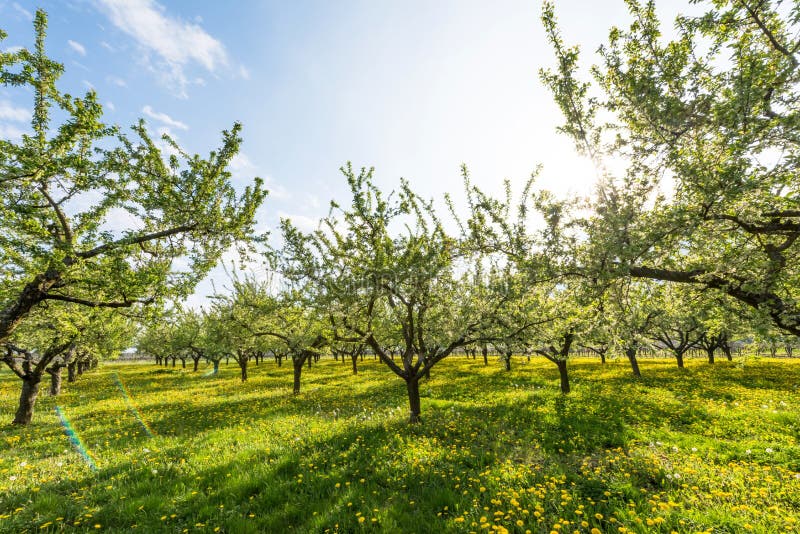 Obstplantage in Der Sonneneinstellung Stockfoto - Bild von bearbeitung ...