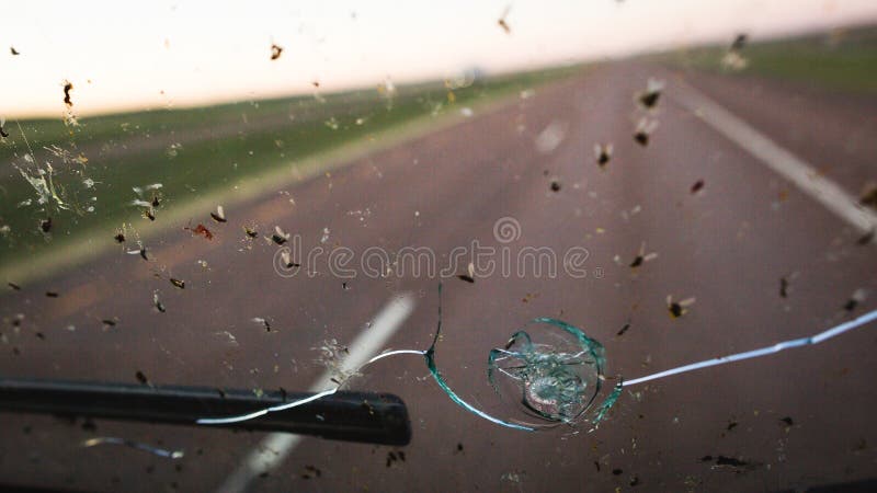 Dead Bugs Splattered On The Windscreen Of A Car Stock Photo - Image of ...