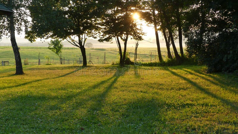 Obszar Trawiasty, Pole, Trawa, Drzewo Obraz. Obraz: 135690139