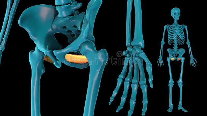 Obturator Externus - 3D Model Stock Video - Video of fascia, anatomy ...