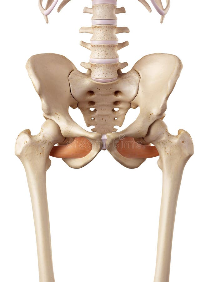 The obturator externus stock illustration. Illustration of rendering ...