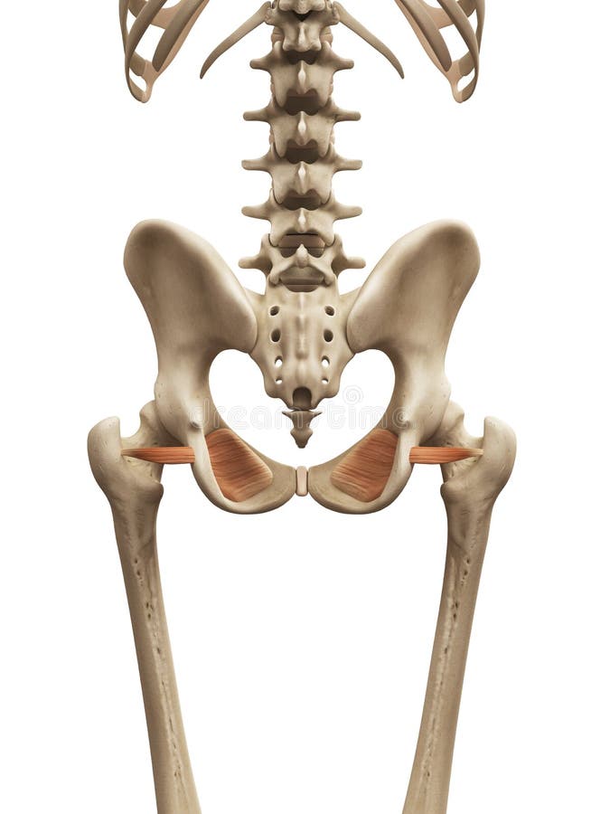 Obturator internus stock illustratie. Illustration of sluit - 45575696