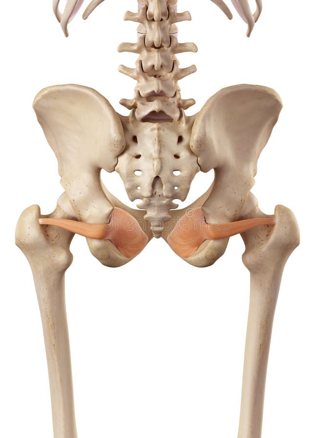 The obturator internus stock illustration. Illustration of muscle ...