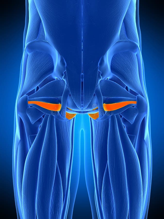 The obturator internus stock illustration. Illustration of muscle ...