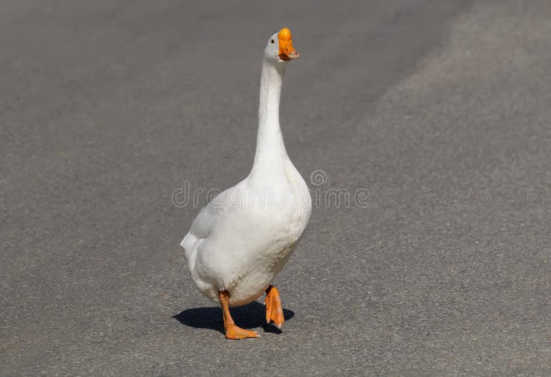 Oca immagine stock. Immagine di isolato, pollame, dettagliato - 13956253