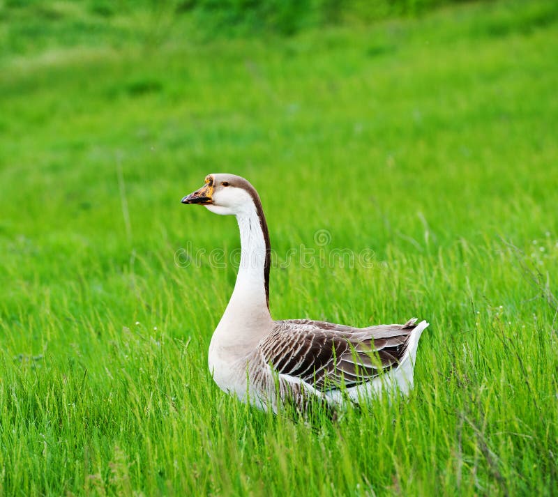 L'oca Grigia Libera Sul Prato Fotografia Stock - Immagine di libero ...