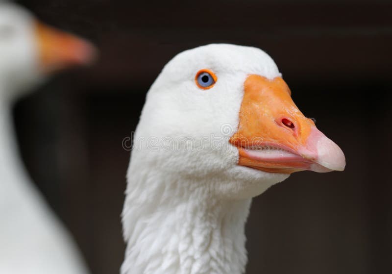 Oca bianca in giardino immagine stock. Immagine di agricoltura - 6166455