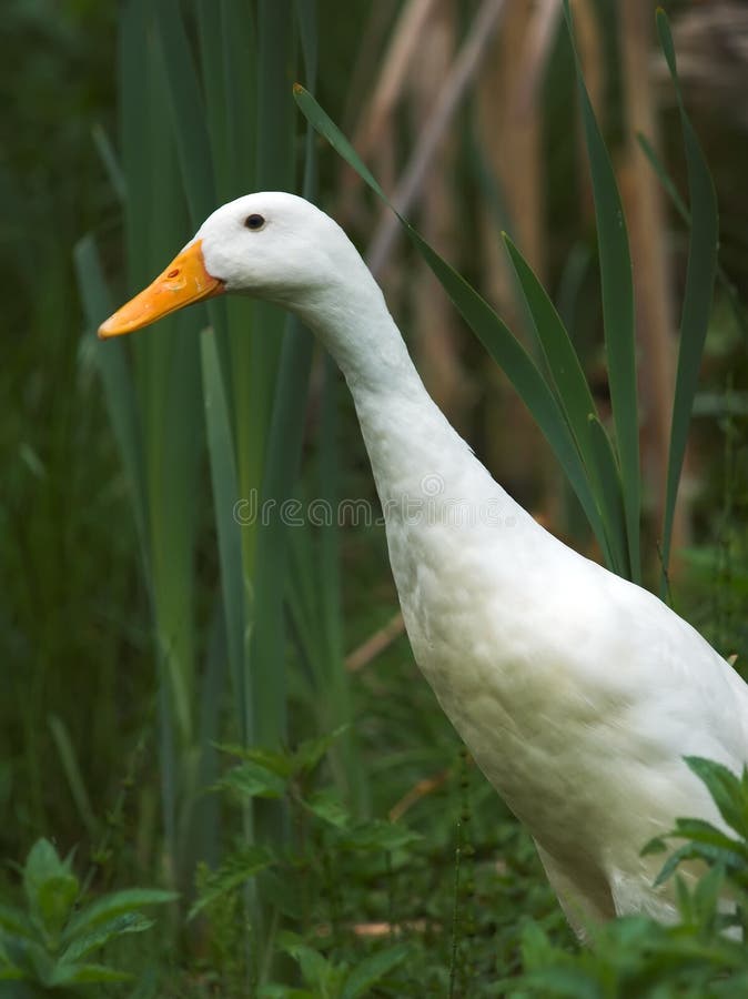 Oca bianca che beve acqua immagine stock. Immagine di alimentazione ...