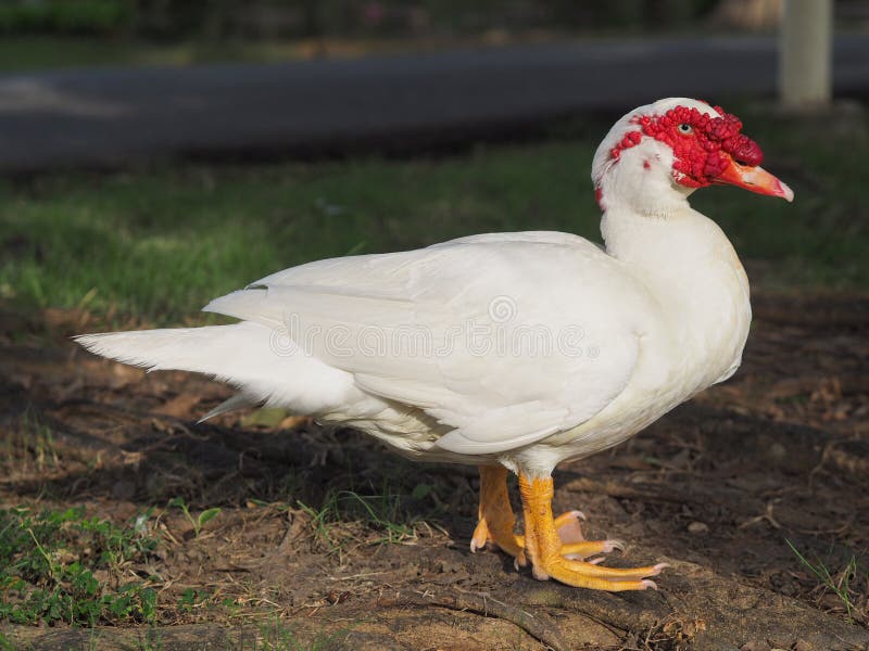 Oca Bianca Che Ha Un Becco Rosso Immagine Stock - Immagine di animale ...