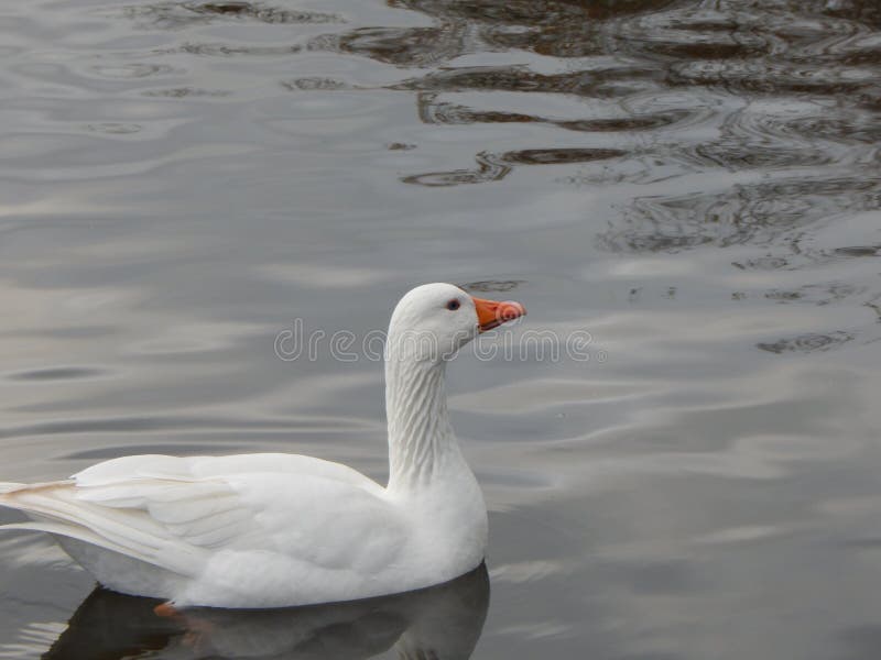 Oca bianca come la neve fotografia stock. Immagine di colpire - 55146116