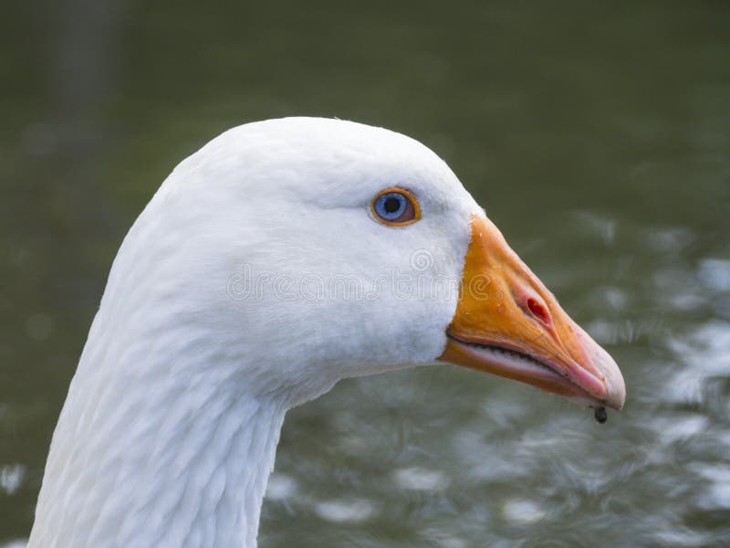 Oca Bianca Con Gli Occhi Azzurri Fotografia Stock - Immagine di nave ...