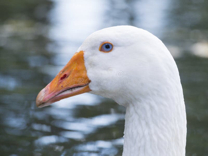 Oca Bianca Con Gli Occhi Azzurri Immagine Stock - Immagine di estate ...