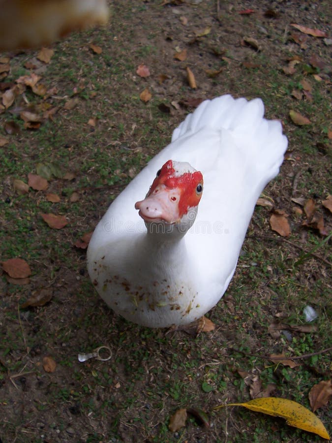 Oca Bianca Con Il Becco Rosso Fotografia Stock - Immagine di anatra ...