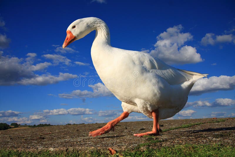 Oca Bianca Contro Un Cielo Di Estate Immagine Stock - Immagine di ...