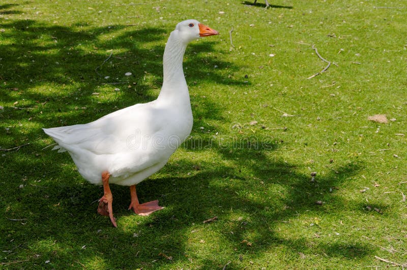 immagini di riserva di Oca Bianca Su Erba - la sovranità di download ...