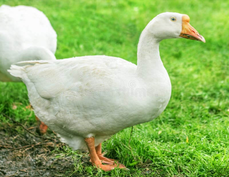 Oca Domestica Che Riposa Sull'erba Fresca Immagine Stock - Immagine di ...