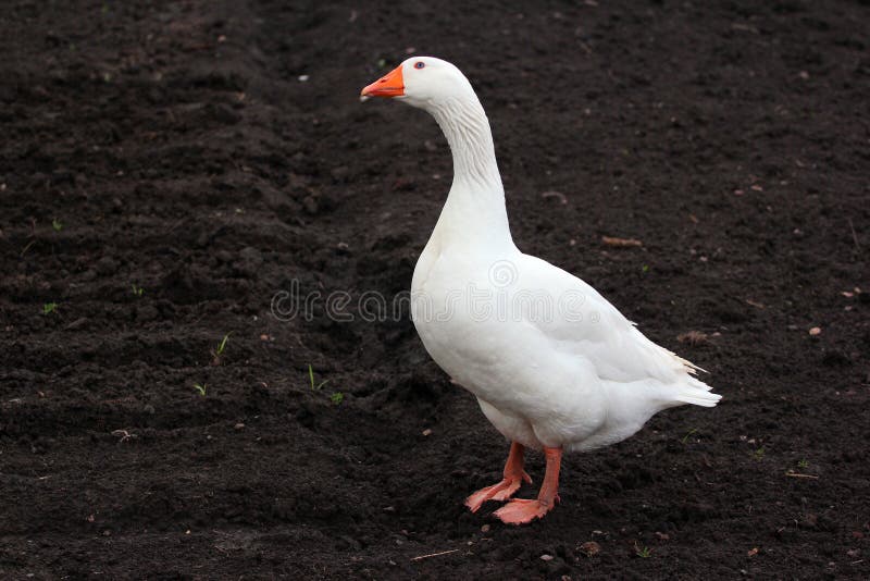 Oca bianca su fondo nero immagine stock. Immagine di animale - 182393141