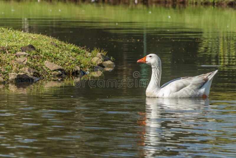 Oca bianca sul lago fotografia stock. Immagine di becco - 136885260