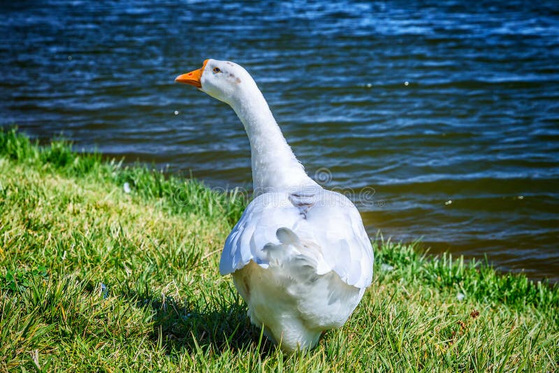 Oca Bianca Sulla Riva Del Lago Fotografia Stock - Immagine di vita ...