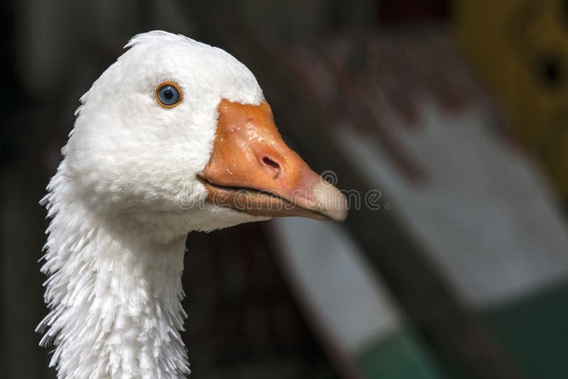 Oca bianca fotografia stock. Immagine di piuma, testa - 37760076