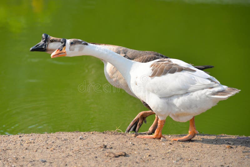 Oca cinese africana immagine stock. Immagine di uccello - 67538623