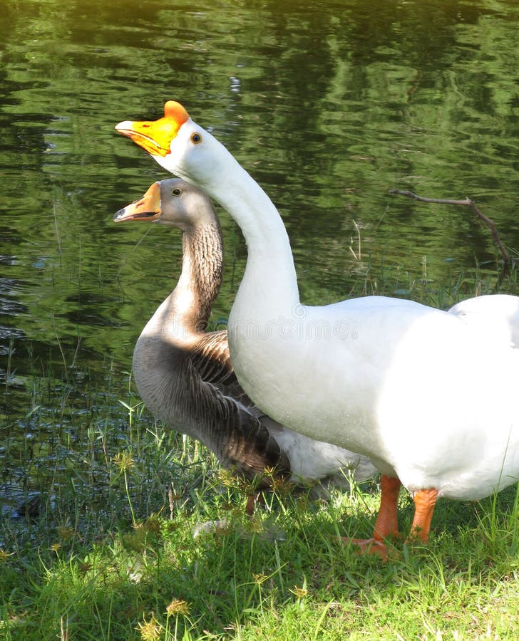Oca cinese bianca immagine stock. Immagine di colore - 28886569