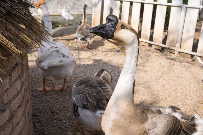 Oca Cinese in Un'azienda Avicola Immagine Stock - Immagine di nero ...