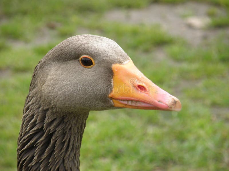 Oca del Brown fotografia stock. Immagine di marrone, irascibile - 13344226