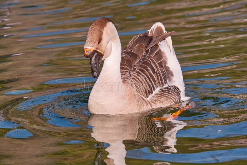 L'oca Del Cigno Ha Chiamato I Cygnoides Di Anser Immagine Stock ...