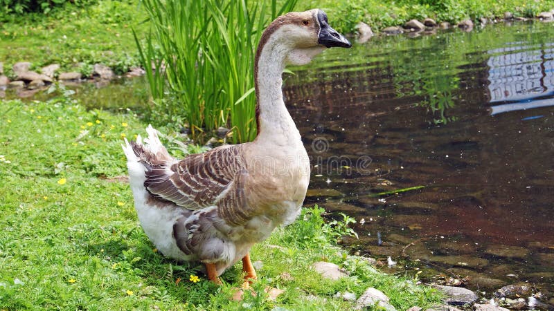 Oca fotografia stock. Immagine di piuma, migri, agricolo - 27722686