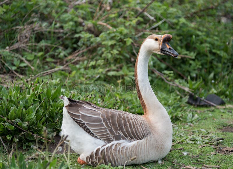 Cygnoides Del Anser Dell'uccello Dell'oca Del Cigno Nel Profilo Con Lo ...