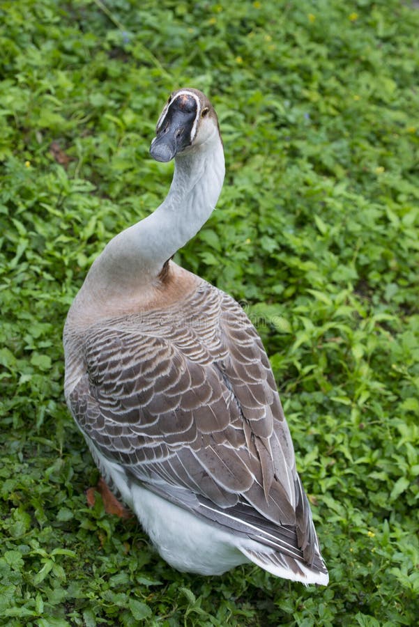 Oca Del Cigno - Cygnoides Del Anser Immagine Stock - Immagine di ...