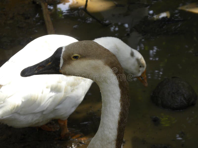 Oca con il becco nero immagine stock. Immagine di particolare - 40706377