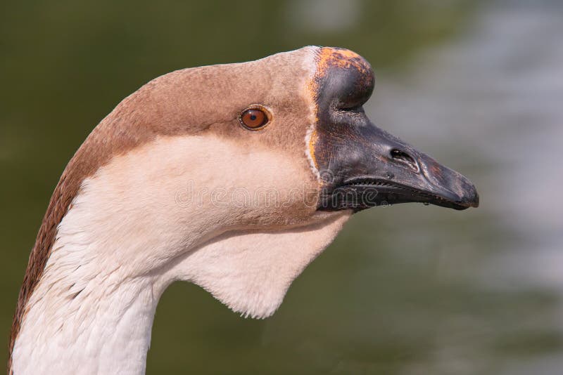 Oca del cigno, ritratto fotografia stock. Immagine di tasto - 15469950