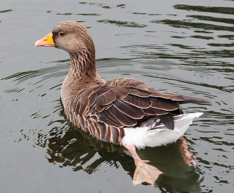 Oca Di Oca Selvatica (anser Del Anser) Fotografia Stock - Immagine di ...