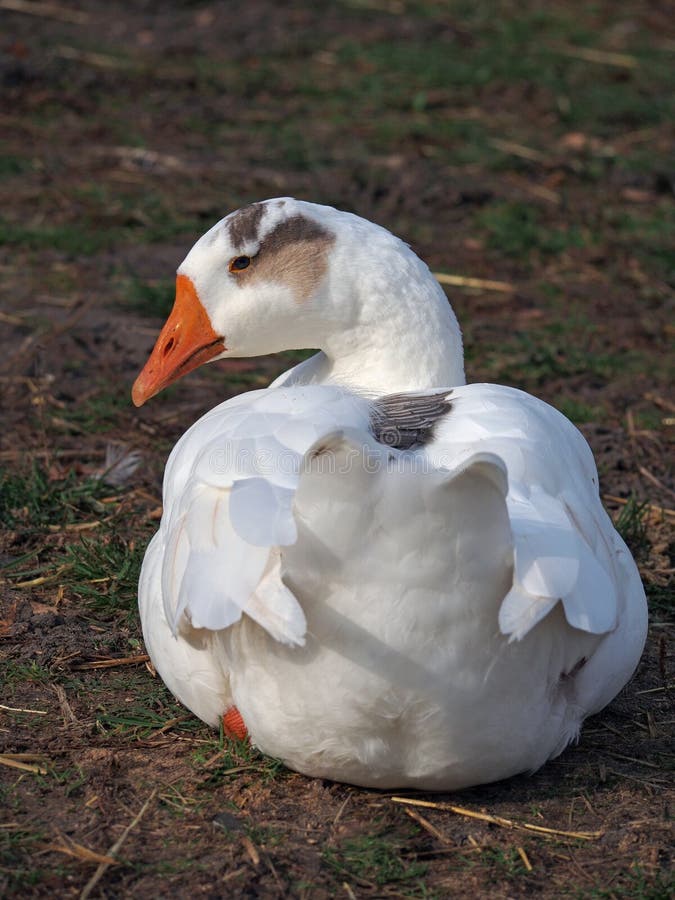 Oca Domestica Bianca Su Sfondo Naturale Fotografia Stock - Immagine di ...