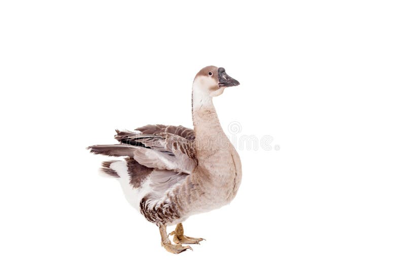 Oca Domestica Di Brown Su Bianco Immagine Stock - Immagine di nero ...